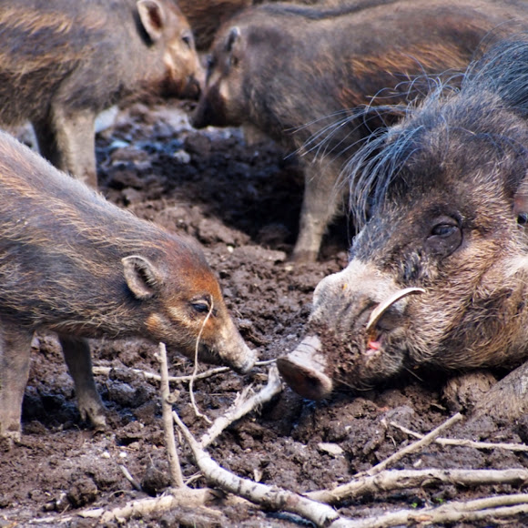 Visayan warty pig | Project Noah