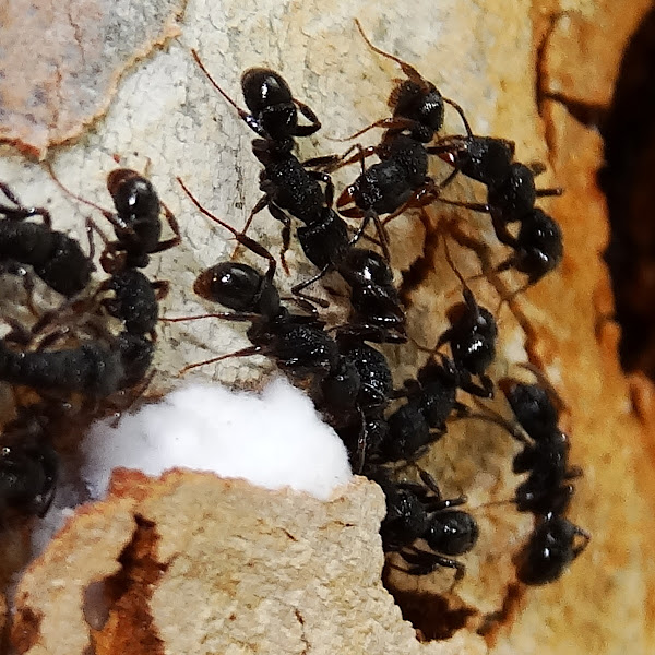 Ants with slime mold | Project Noah