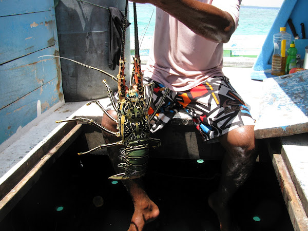 Bamboo Lobster | Project Noah