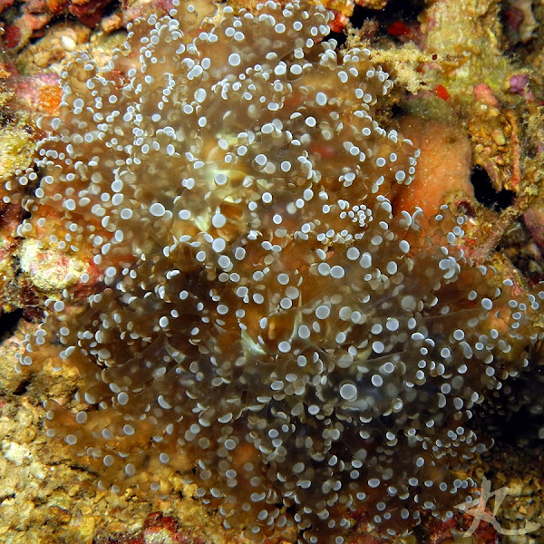 Frogspawn Coral | Project Noah