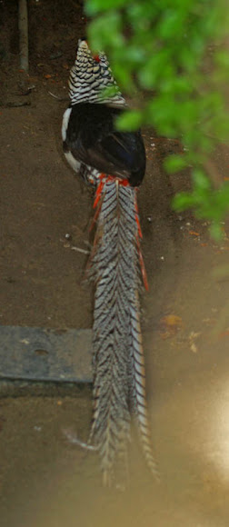 Lady Amherst's Pheasant | Project Noah