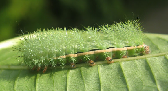 Gusano Ciprés | Project Noah