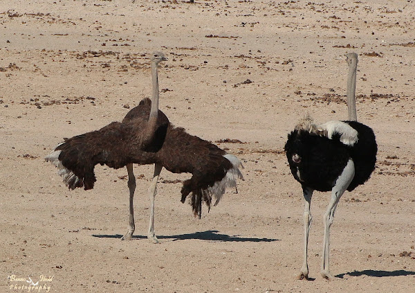 Common Ostrich | Project Noah