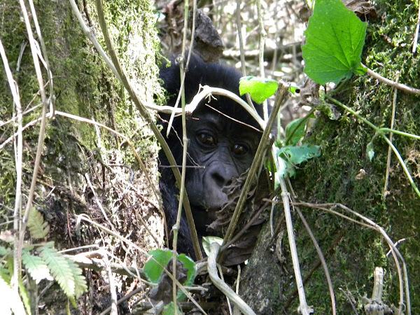 Gorilla | Project Noah