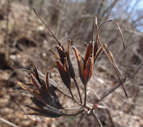 Pinxter Azalea (seed heads) | Project Noah