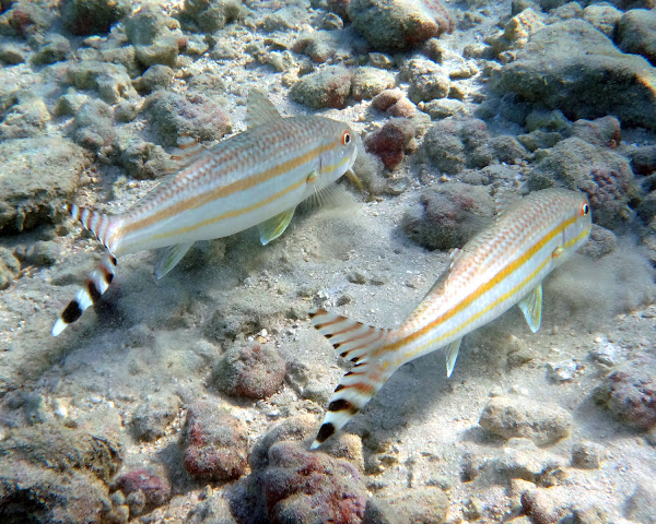 Bandtail Goatfish | Project Noah