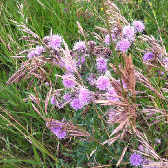 Spotting | Project Noah