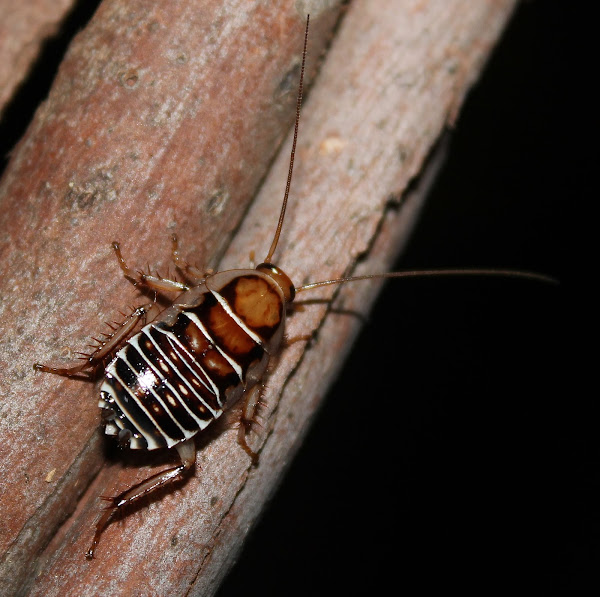 Cape Zebra Cockroach | Project Noah