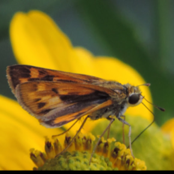 Fiery Skipper female | Project Noah