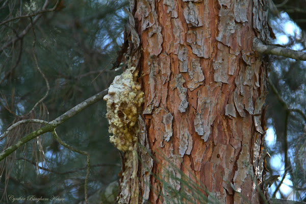 Turkish Pine | Project Noah