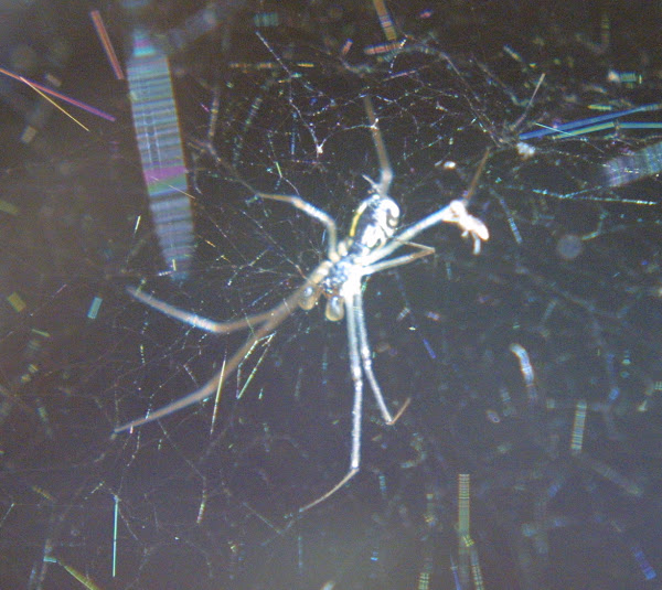 Filmy Dome Spider, female and male | Project Noah