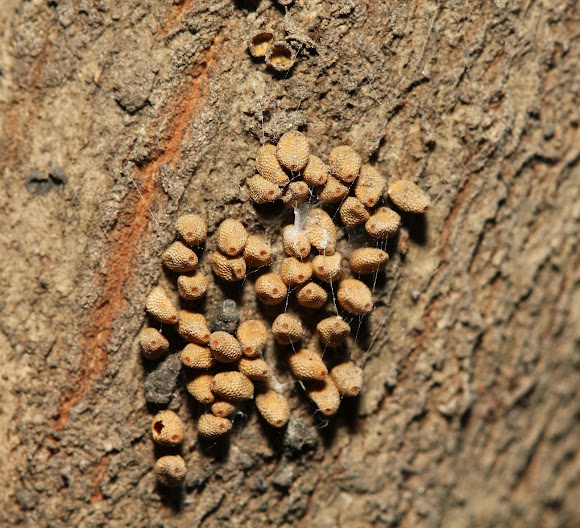 Insect Eggs | Project Noah