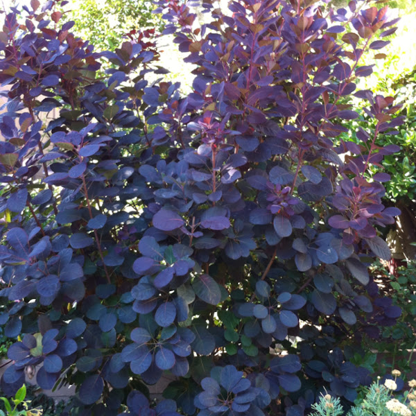 'Royal Purple' Smoke Tree | Project Noah