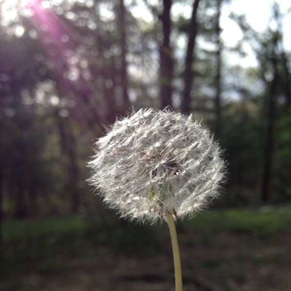 Dandelion | Project Noah