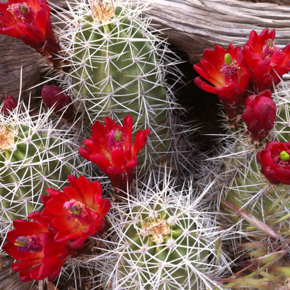 Hedgehog cactus | Project Noah