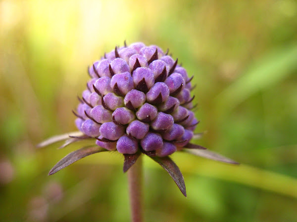 Devil's-bit Scabious | Project Noah