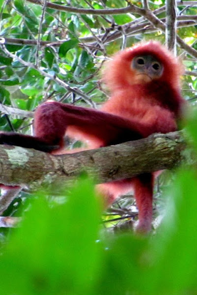 Red Langur | Project Noah
