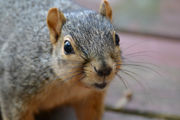 fox squirrel | Project Noah