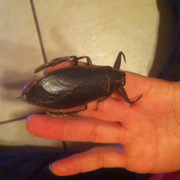 Eastern Toe-Biter | Project Noah