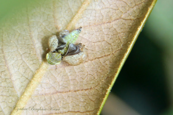 Dryinid Wasp (larvae) eating Privet Leafhopper Nymph | Project Noah