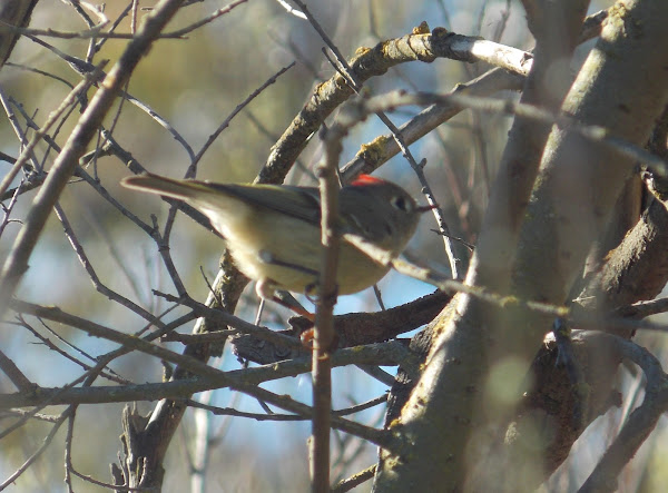 Ruby-crowned Kinglet | Project Noah