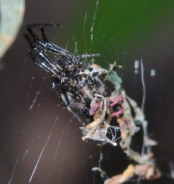 Garbage line spider | Project Noah