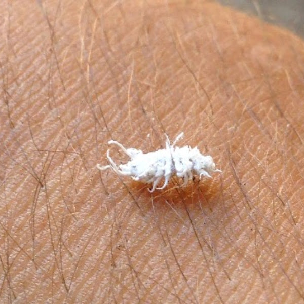 Mealy Worm Destroyer | Project Noah