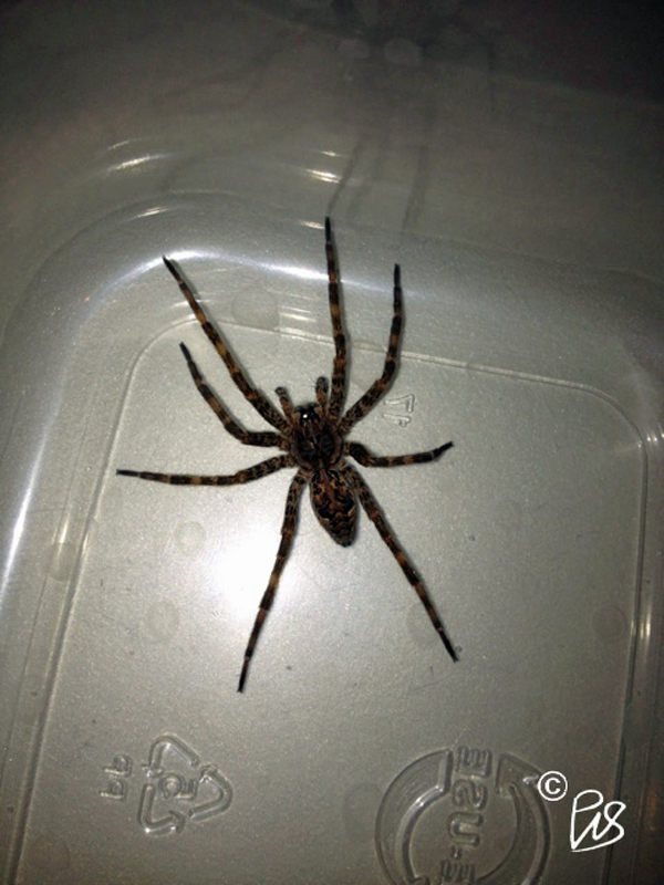 Dark Fishing Spider | Project Noah