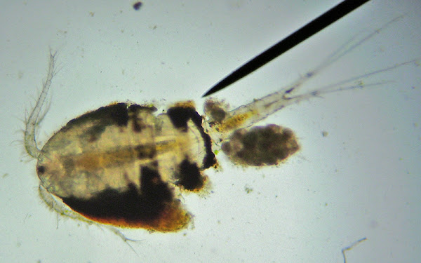Cyclops copepod | Project Noah