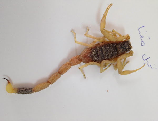 Palestine Yellow scorpion | Project Noah