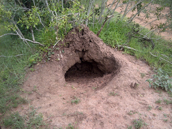 Warthog Den | Project Noah