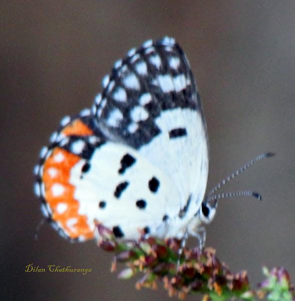 Red Pierrot | Project Noah