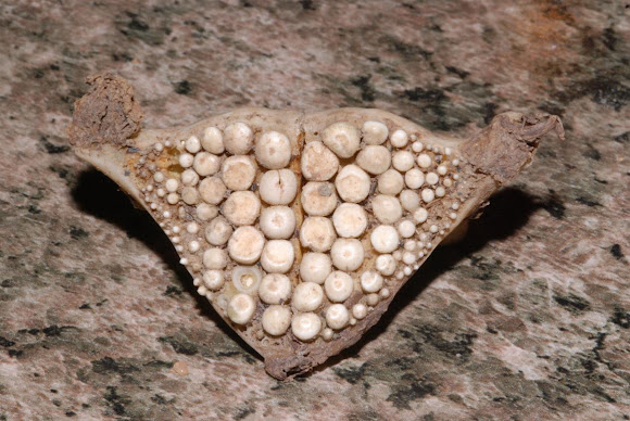 Freshwater Drum Mouth