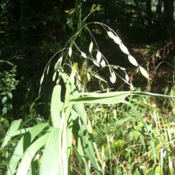 Spangle grass | Project Noah