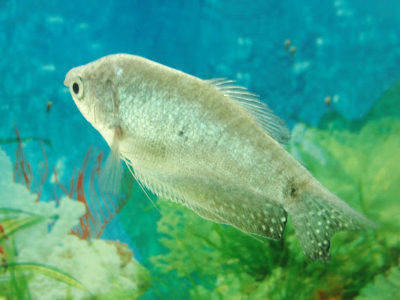 Three spot gourami | Project Noah
