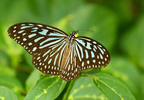 Blue Glassy Tiger Butterfly | Project Noah