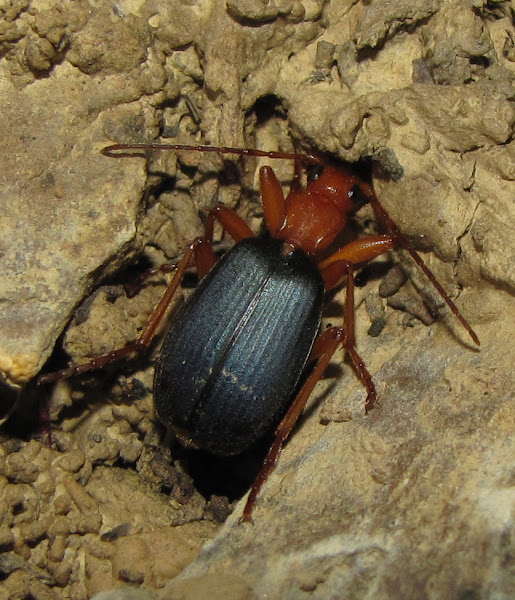 Bombardier beetle | Project Noah