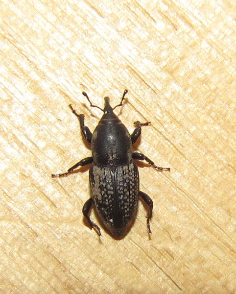 Rocky Mountain Billbug | Project Noah