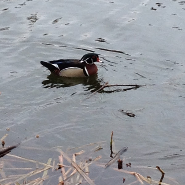 Wood Duck | Project Noah