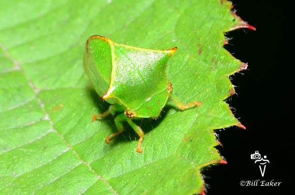 Buffalo Treehopper | Project Noah