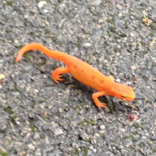 Eastern Red-Spotted Newt | Project Noah