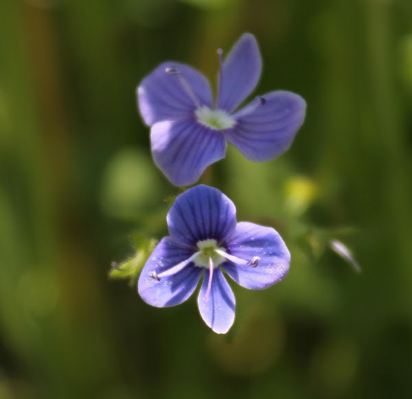 Bird's-eye Speedwell | Project Noah