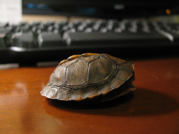 Eastern Box Turtle (Hatchling) | Project Noah