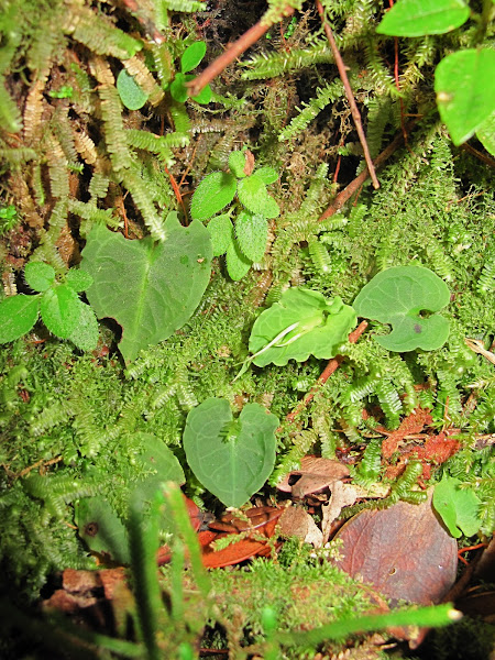 Helmet Orchid | Project Noah