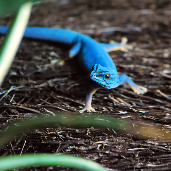 William's Dwarf Gecko | Project Noah