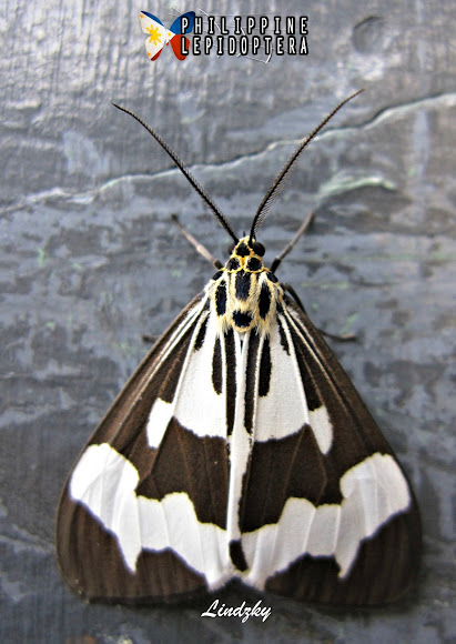 Nyctemera Tiger Moths | Project Noah