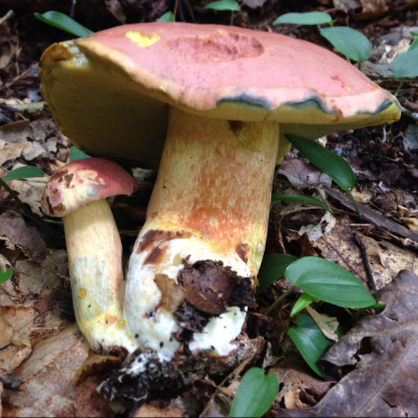 Boletus sensibilis | Project Noah