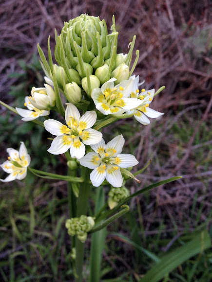 Common Star Lily | Project Noah