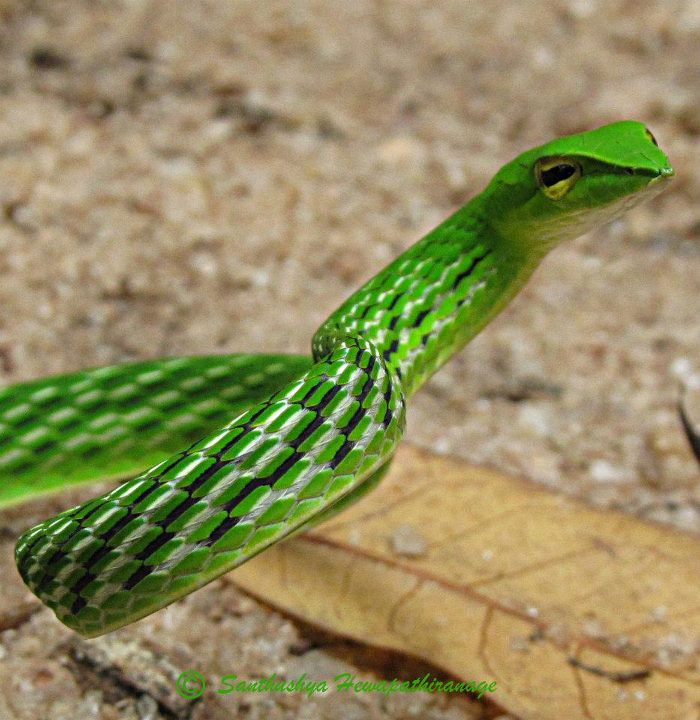 Green vine snake | Project Noah