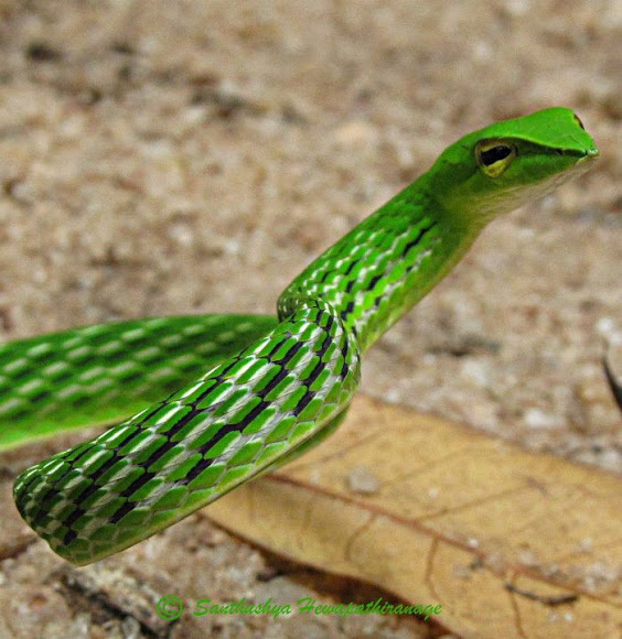 Green vine snake | Project Noah